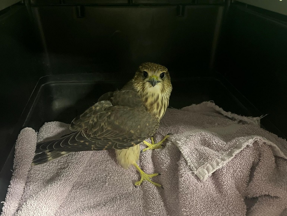 Bylaw to be amended to allow for falconry birds - DiscoverMooseJaw.com - Local news, Weather ...